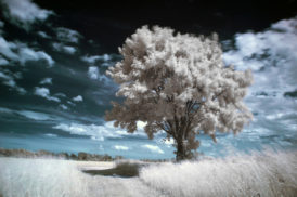 Photographie infrarouge : la technique pas à pas