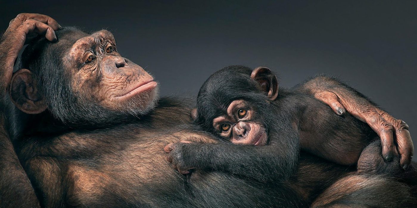 Tim Flach dresse le portrait d'animaux plus humains que jamais