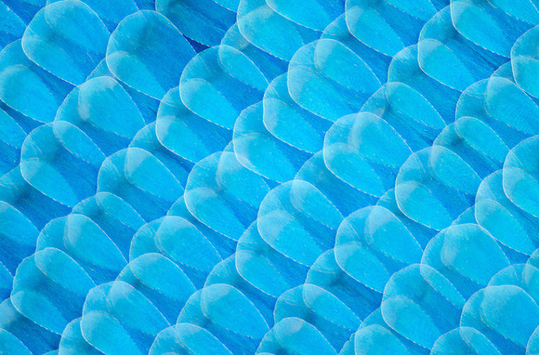 A quoi ressemblent les ailes d'un papillon photographiées au microscope