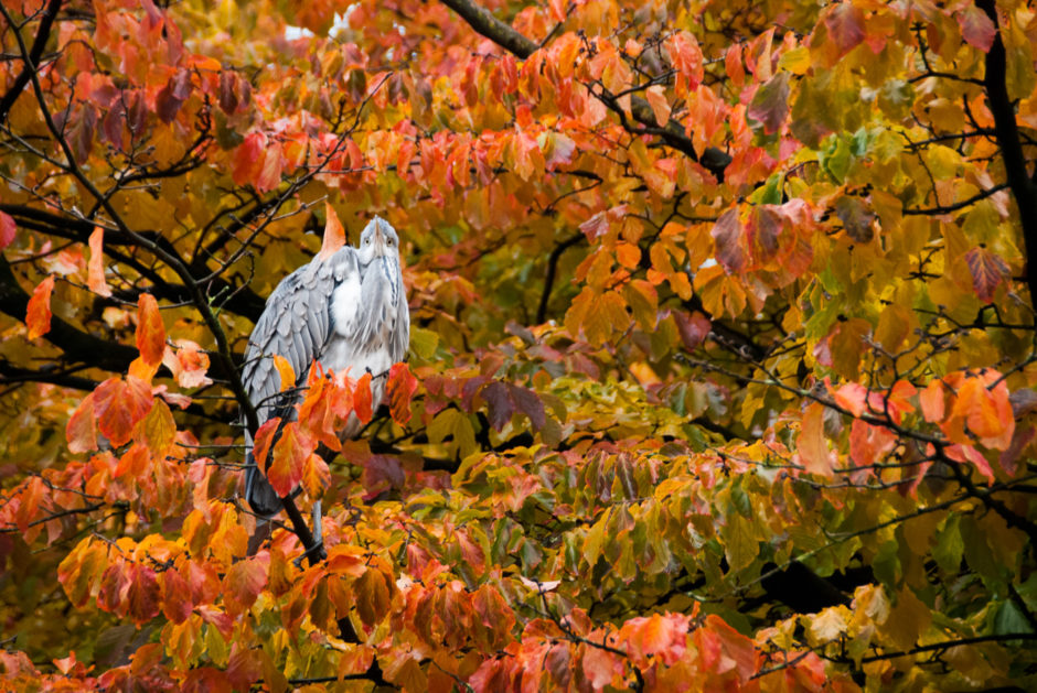 Concours photo sur le thème de l'automne