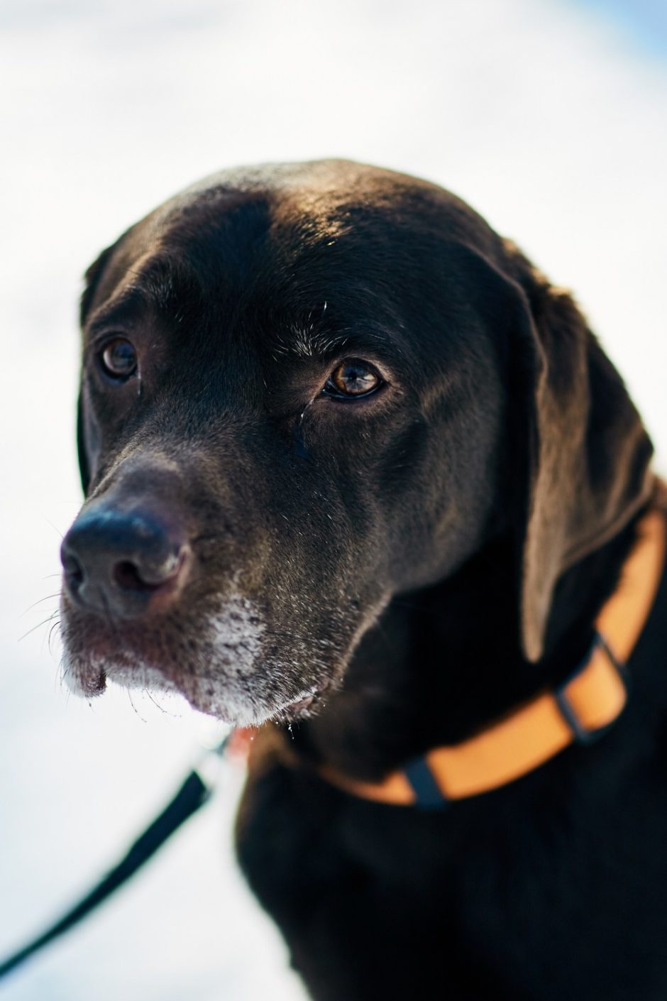 Doggy Styles : portraits intimes entre des chiens et leurs propriétaires