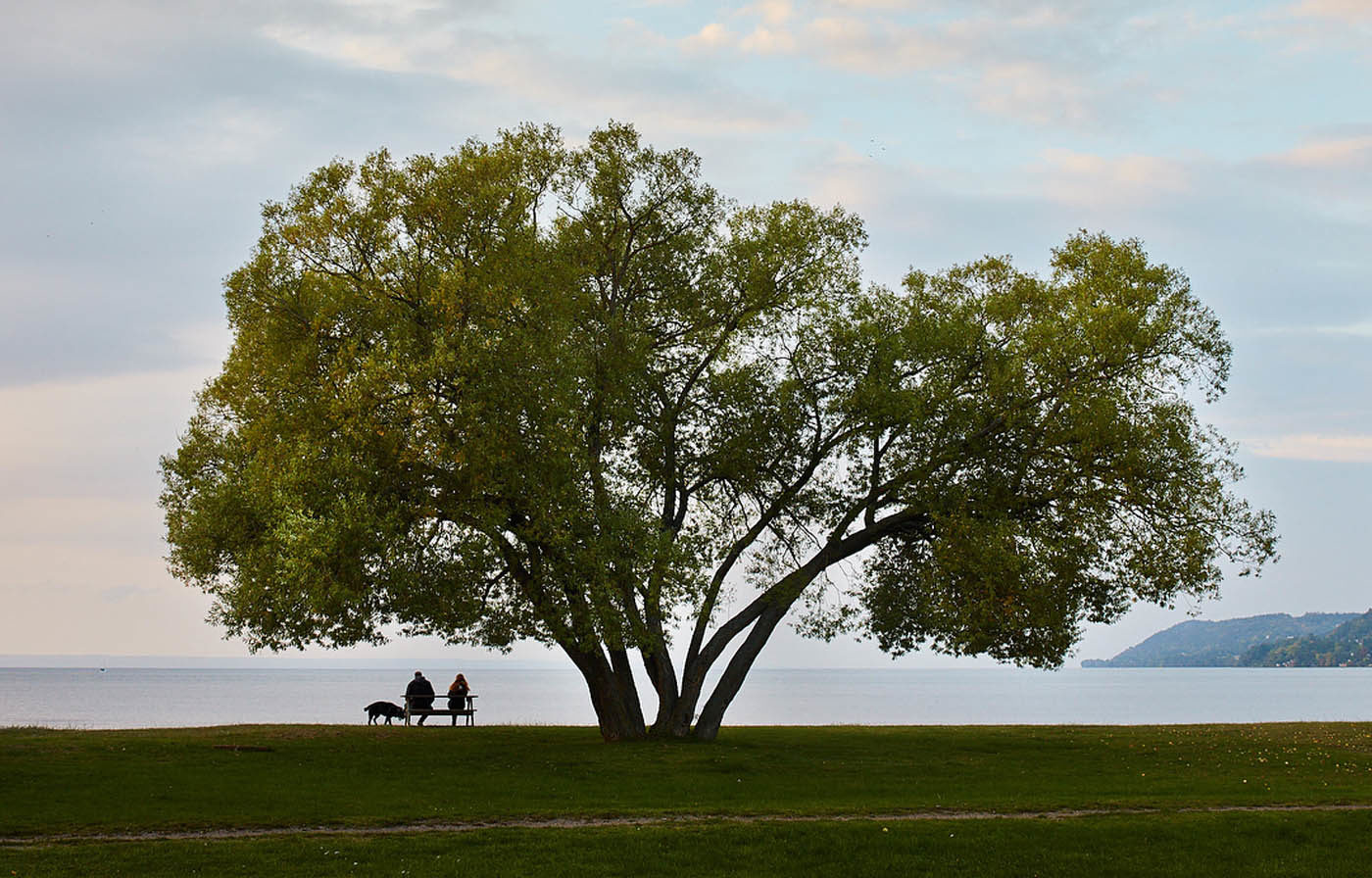 The Broccoli Tree : le célèbre arbre d'Instagram n'est plus