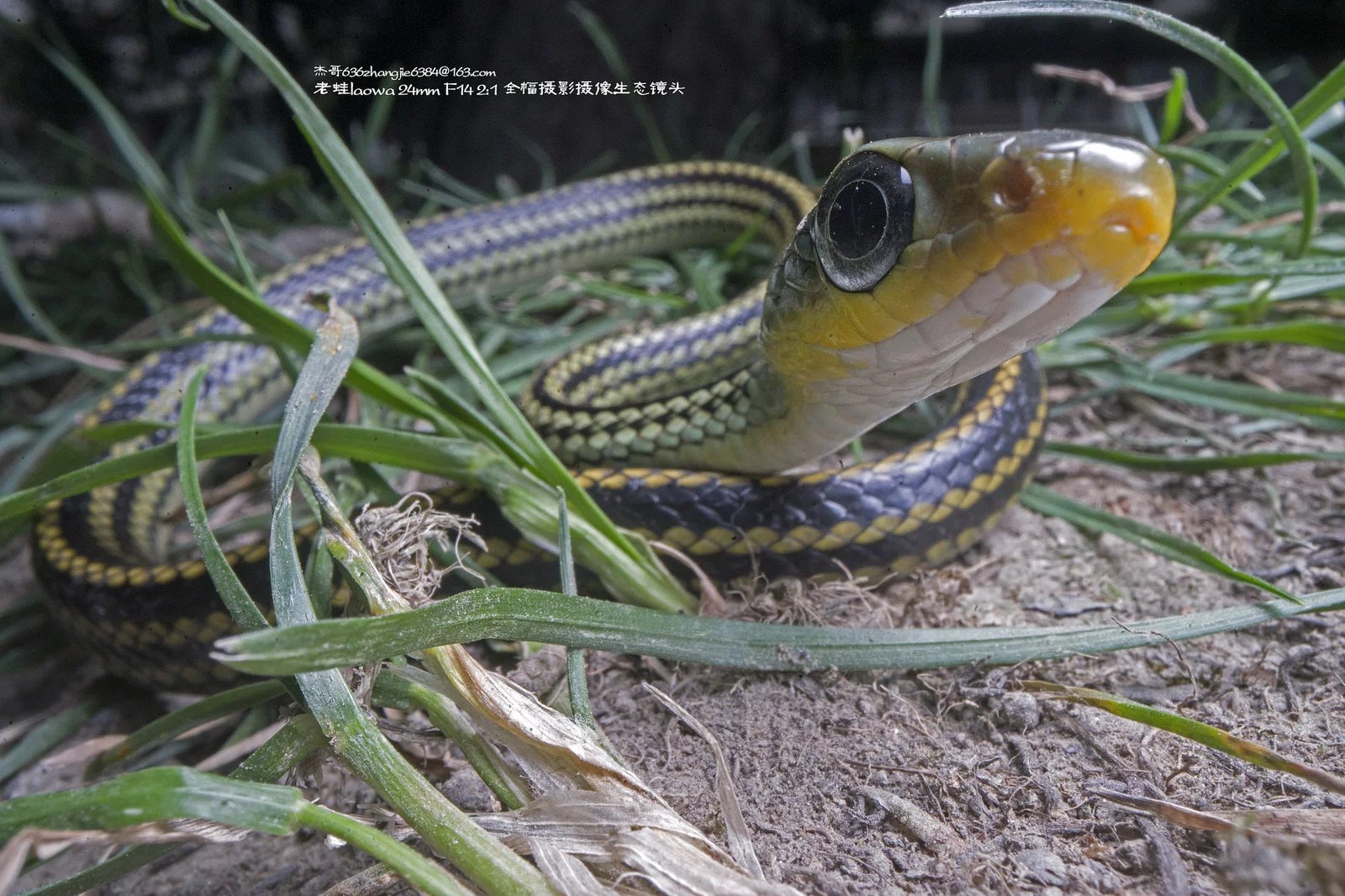 Laowa 24mm f/14 Macro, l'objectif qui veut révolutionner la macro en ...