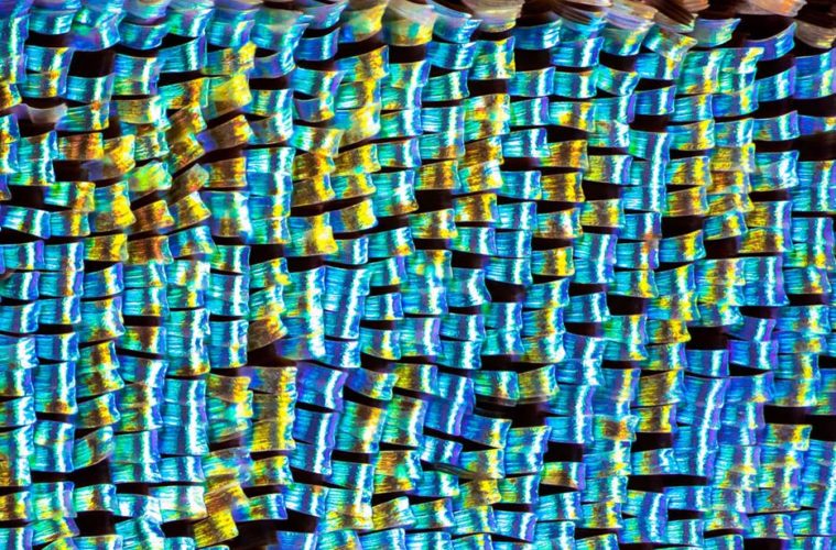Butterfly Wings : Chris Perani dévoile la beauté microscopique des ...