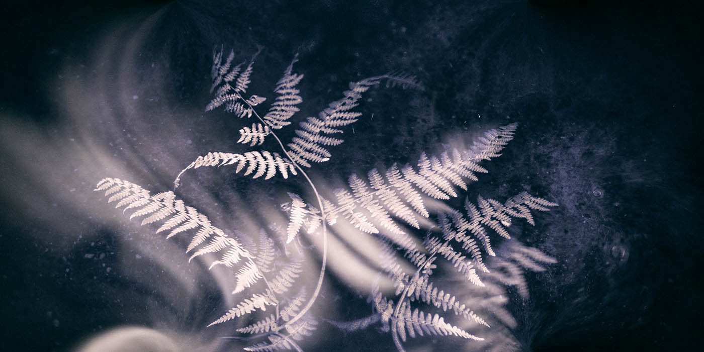 Photographie : rendez-vous chaque jour à 11h pour comprendre la ...