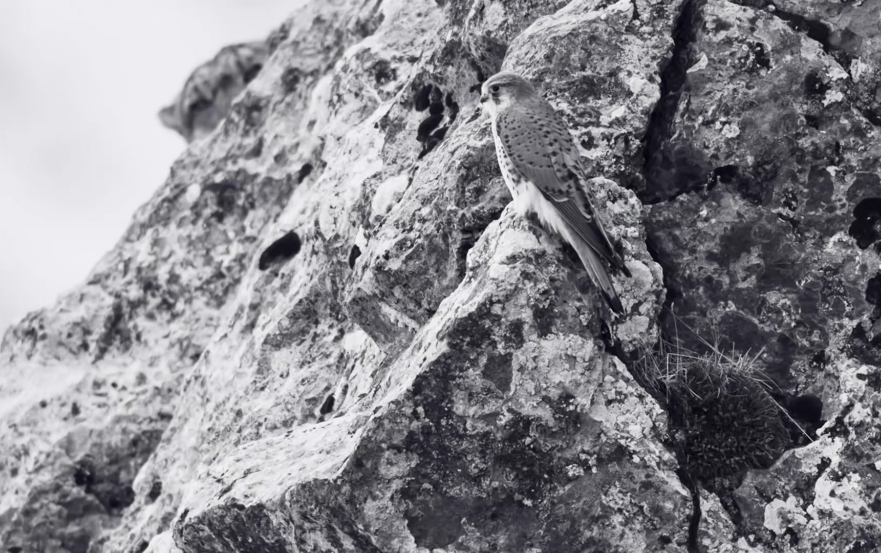 Vidéo : "L'éternel émerveillé" avec Vincent Munier, photographe animalier