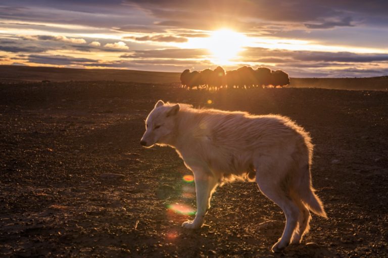 Ronan Donovan : « En suivant les loups, vous percevez l’environnement à ...