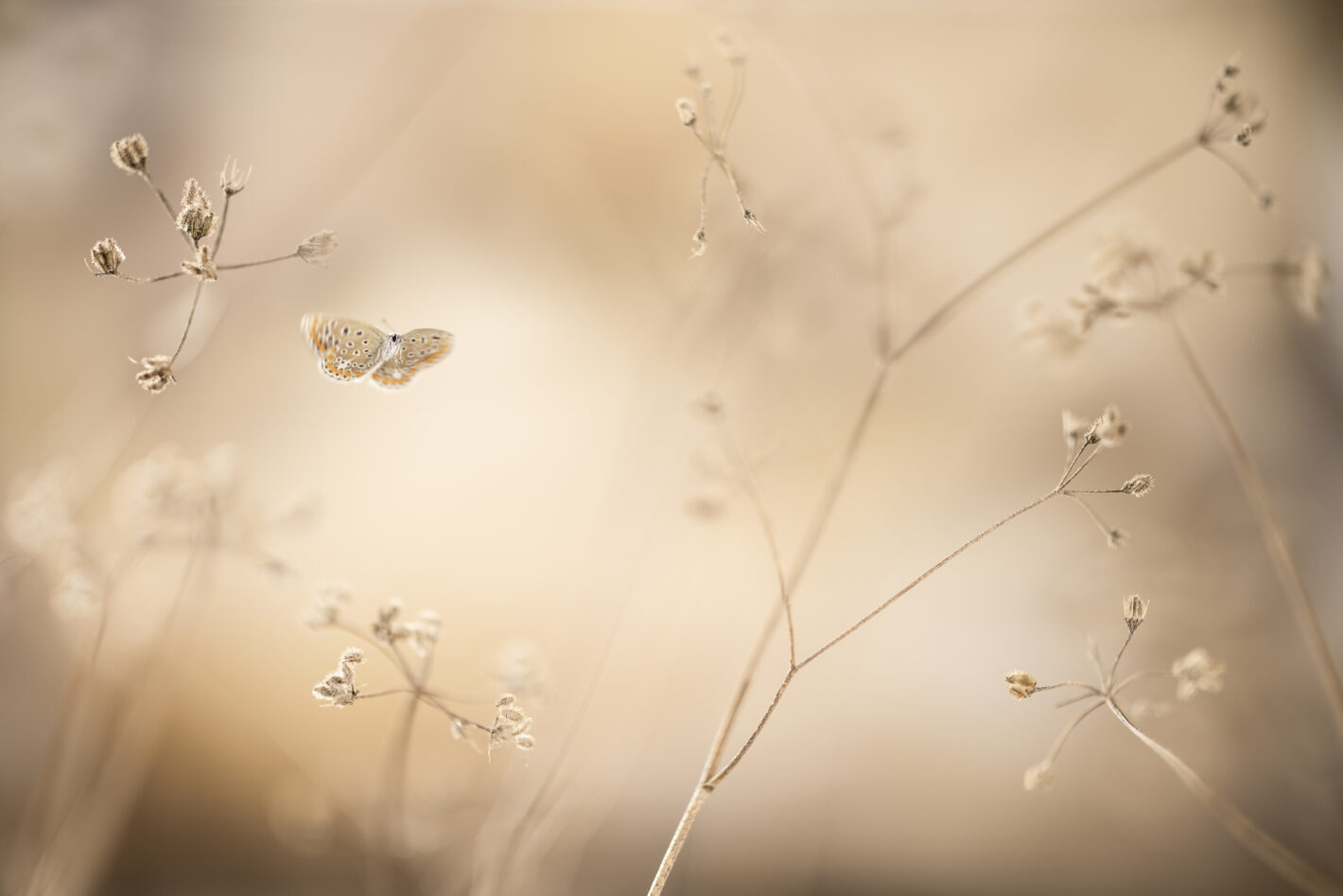 Vidéo : photographier un papillon en plein vol à f/0,95, fastoche