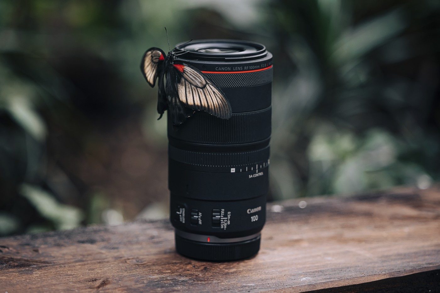 Canon RF 100 mm f/2,8 L macro IS USM : comme une petite révolution