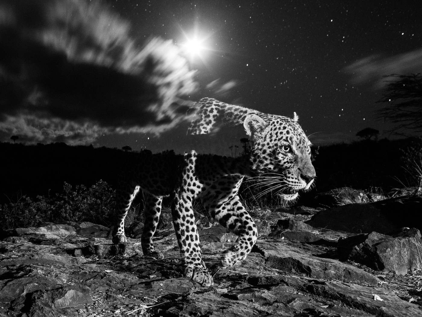 Un léopard noir du Kenya photographié sous les étoiles par Will Burrard ...