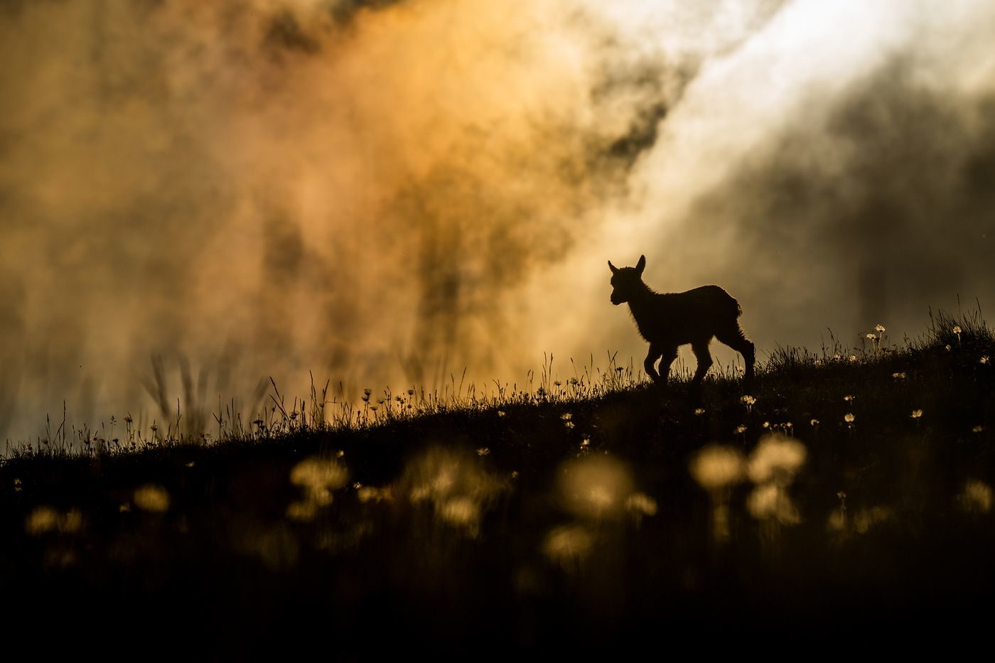 Les 50 meilleures photos du monde naturel, par The Big Picture