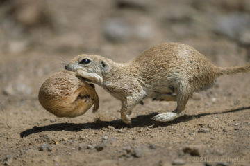 Écureuils des rochers : une photographe américaine capture tous leurs ...