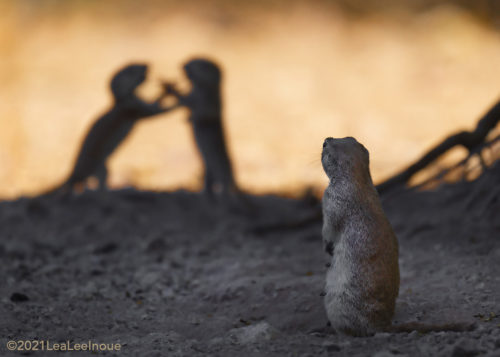 Écureuils des rochers : une photographe américaine capture tous leurs ...