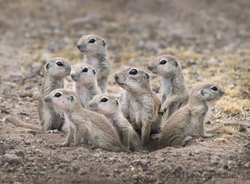 Écureuils des rochers : une photographe américaine capture tous leurs ...