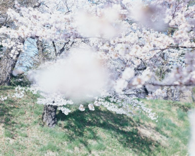 Risaku Suzuki : Hanami ou le retour du printemps
