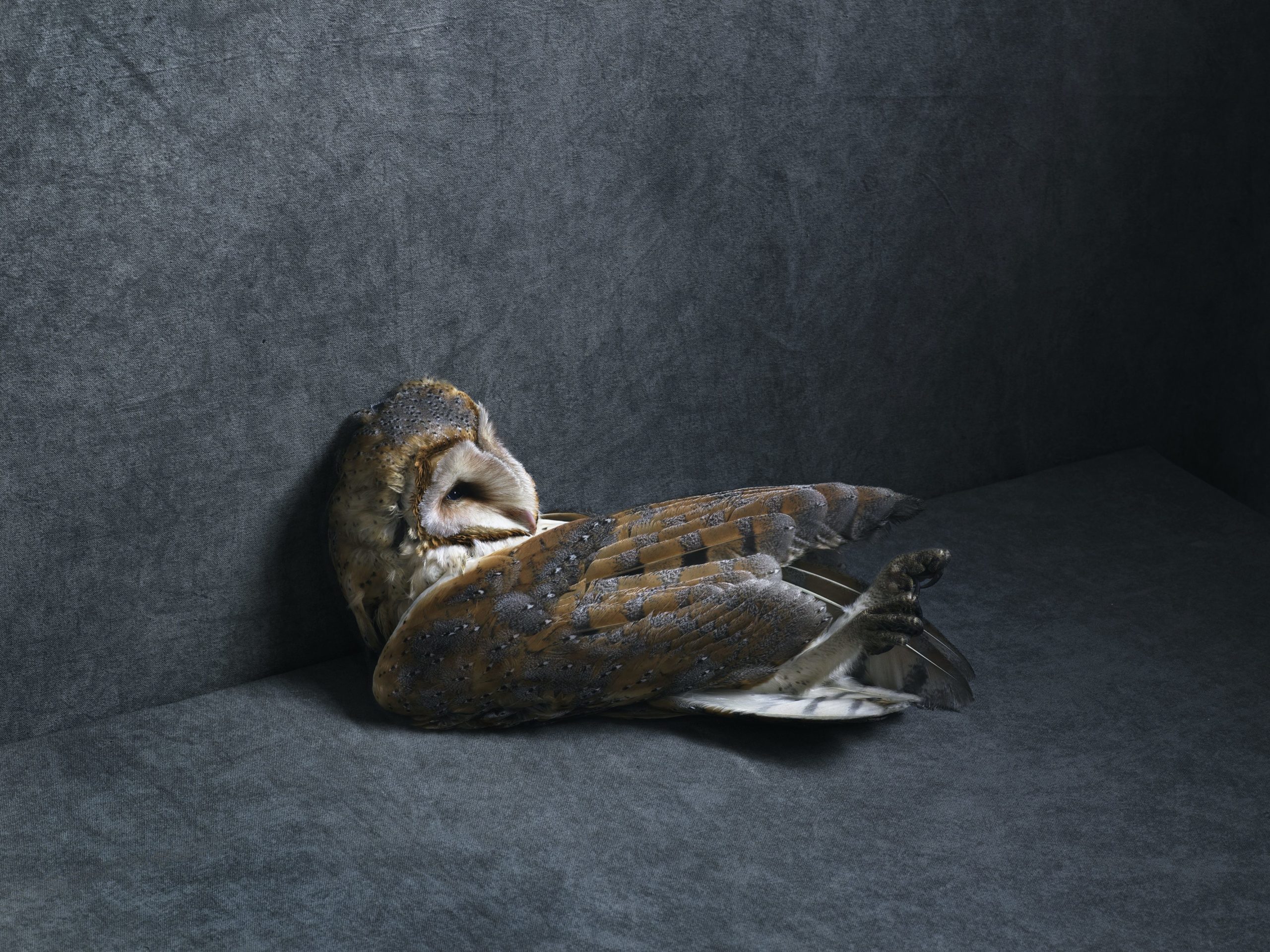 Nature Morte de Stephan Vanfleteren, quand la mort s'invite dans son ...